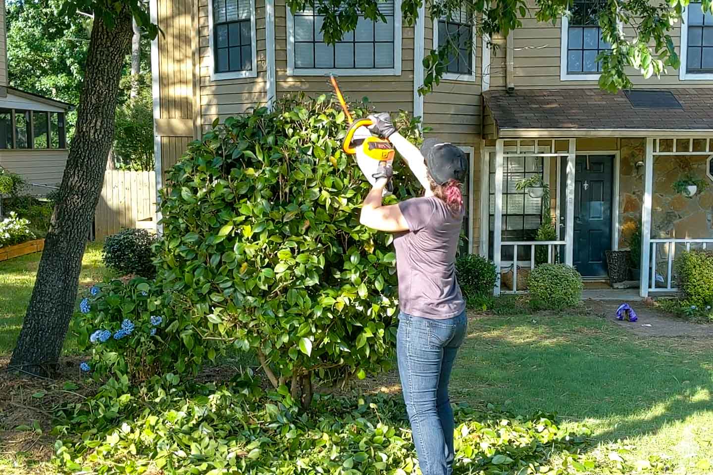Common Mistakes to Avoid During DIY Tree Pruning