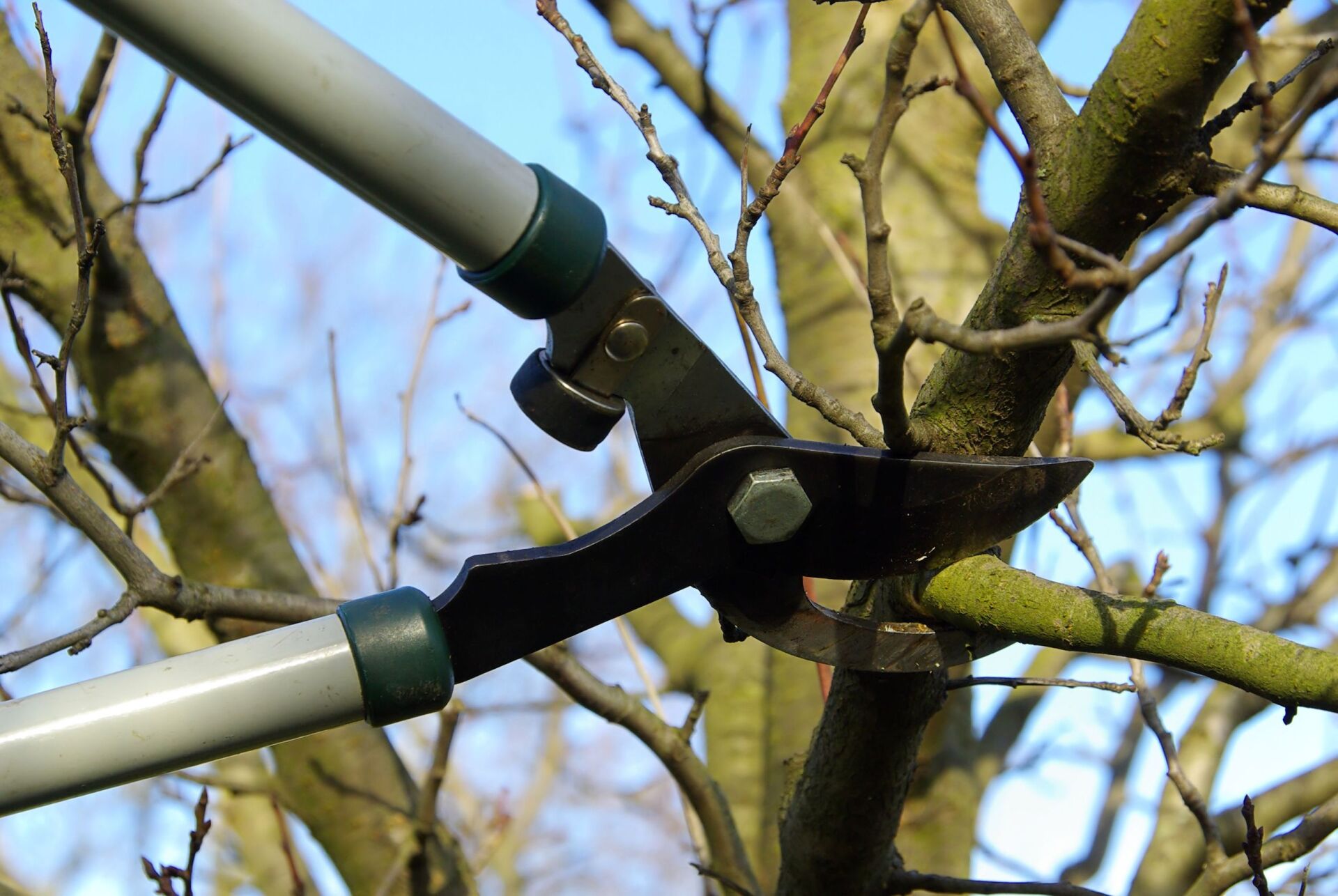 Enhancing Your Garden: Expert Tree Pruning Services in Sydney